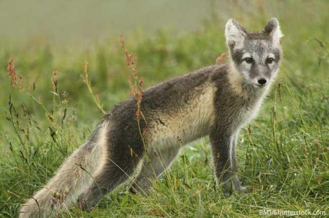 Arctic Fox Summer Coat Arctic Fox Summer Coat